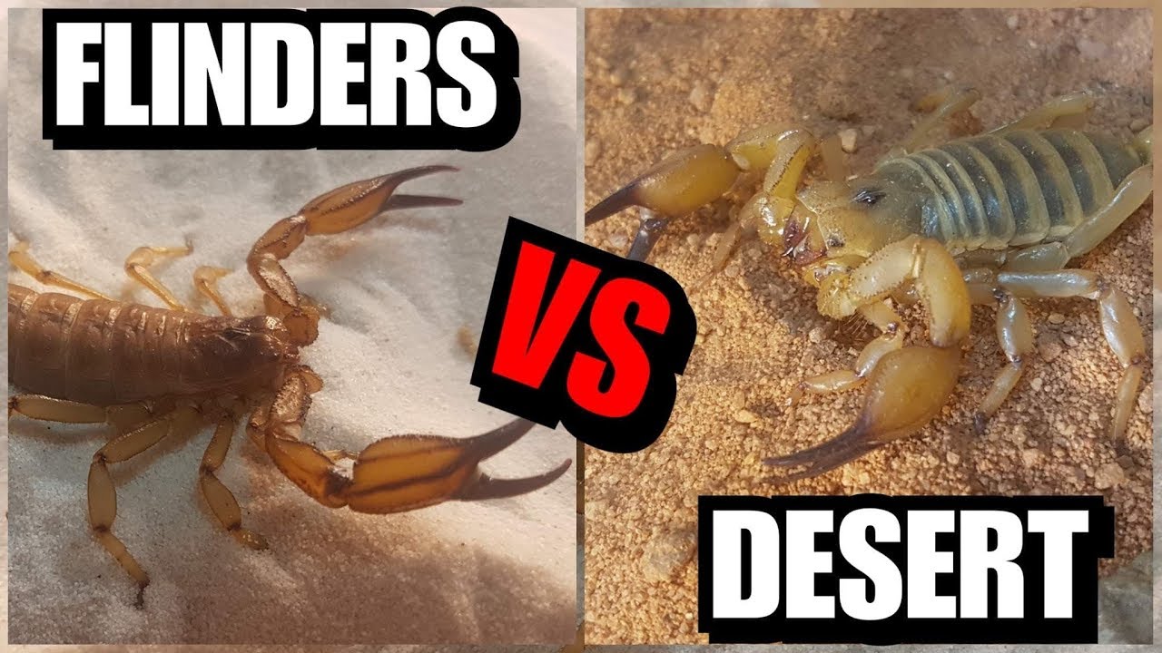 Desert Scorpion VS Flinders Range Scorpion Care Which Ones Better - YouTube