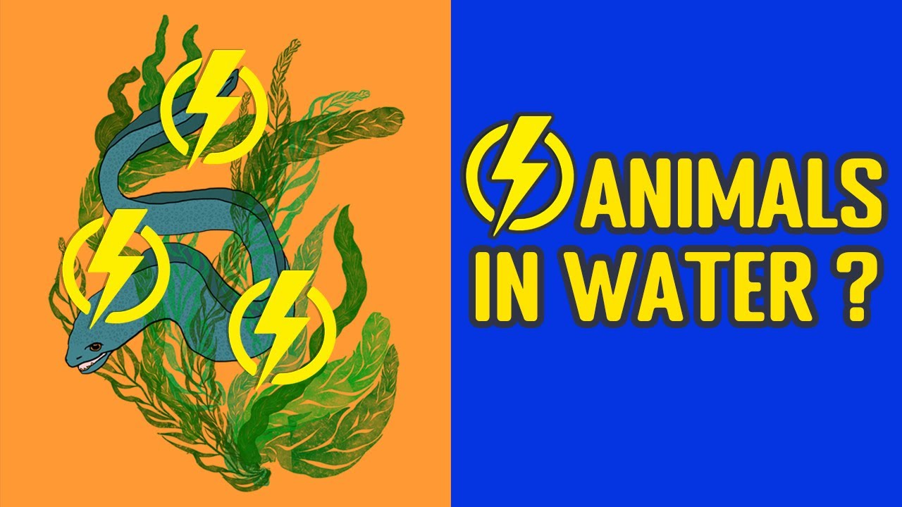 Electricity Generating Animals - Why Most Of Them Live In Water? - YouTube