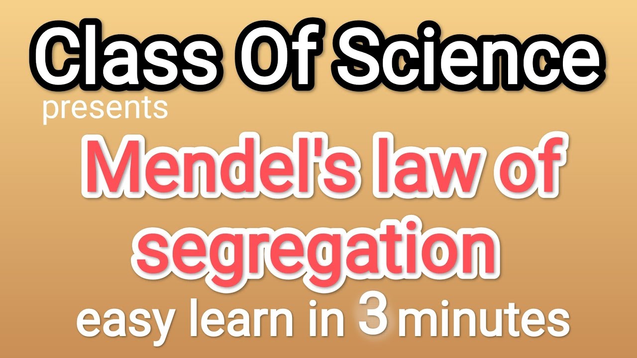 Mendel's Law Of Segregation | Ncert | Mendel's Law Of Inheritance ...