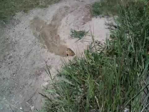 Mad gopher - YouTube