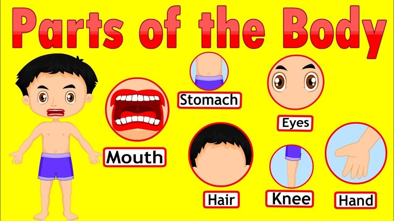 60 parts of the body #Body parts #Body parts names #Body parts with ...