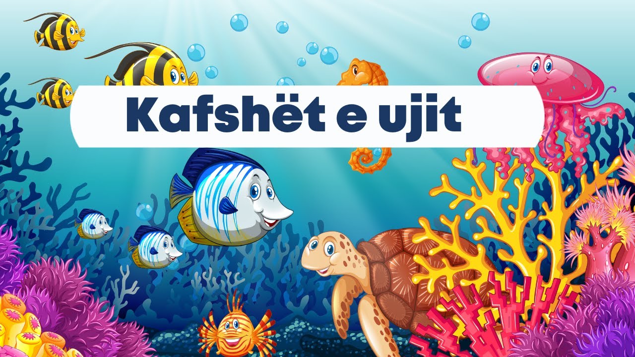 Kafshët e Ujit - Mrekullitë e Botës Nënujore - YouTube