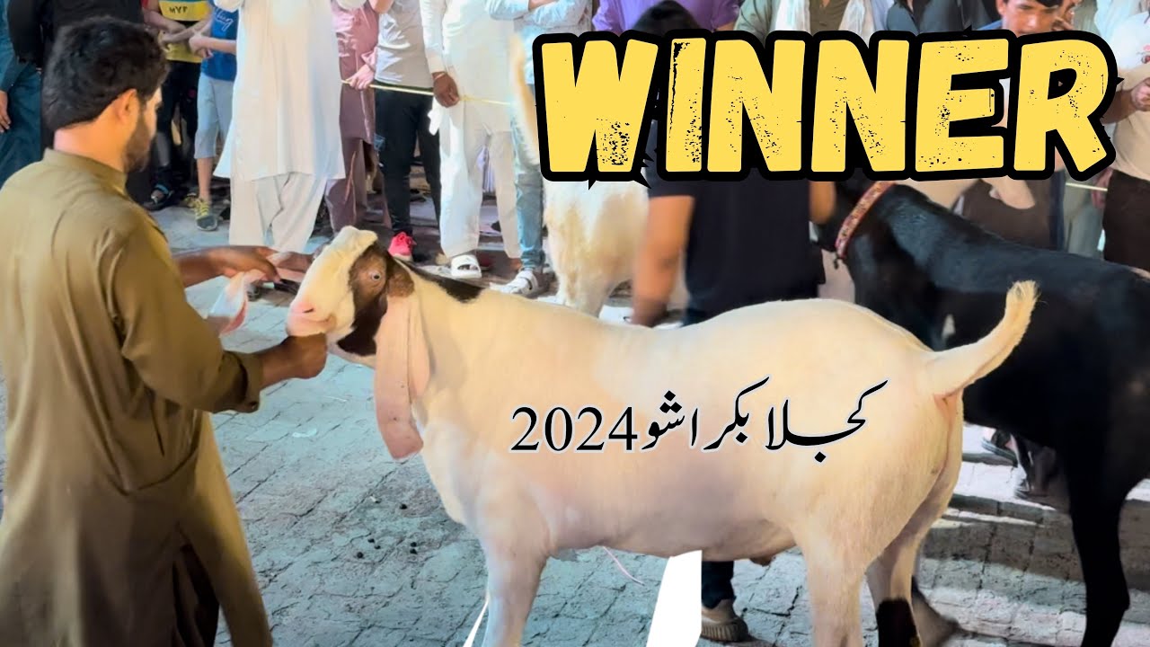 All pakistan Bakra kajla Show 2024 | winner | part-1 |#4brothers # ...