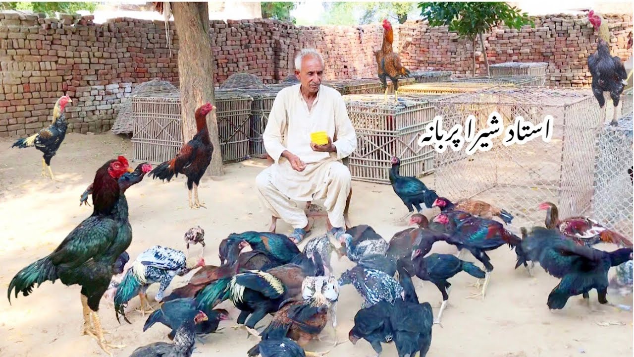 Ustad sher Muhammad purbana interview episode 1 - YouTube