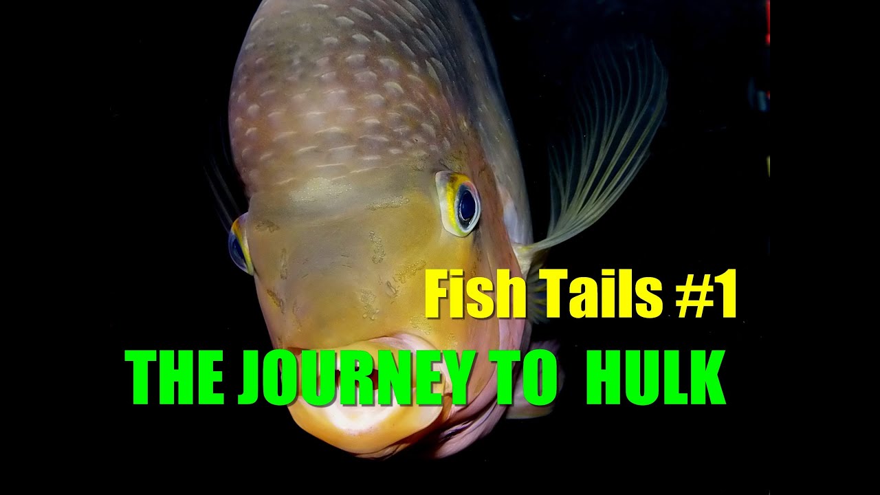 Fish Tails #1 | THE JOURNEY TO HULK - YouTube