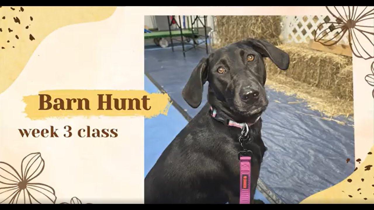 Barn Hunt class week 3 - YouTube