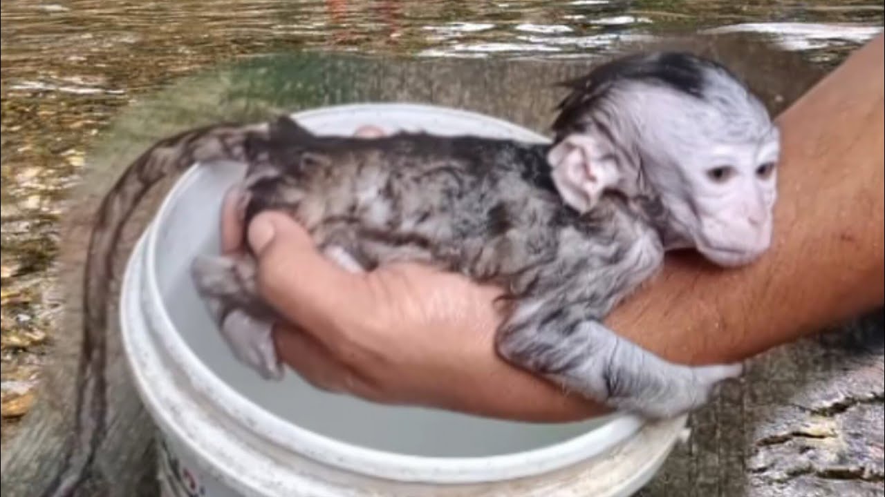 baby monkey water play||bathing baby Ozil - YouTube