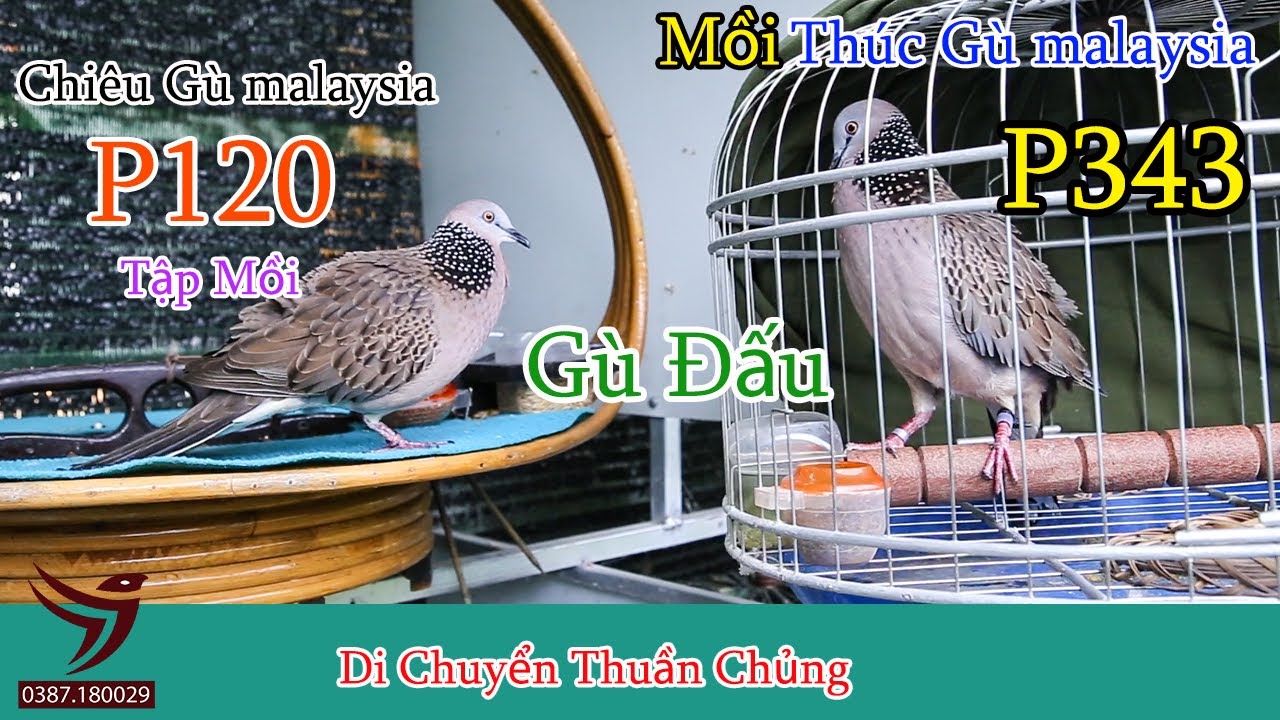 Mồi Thúc Gù malaysia P343 Gù Đấu Chiêu Gù malaysia P120(Tập Mồi)Di ...