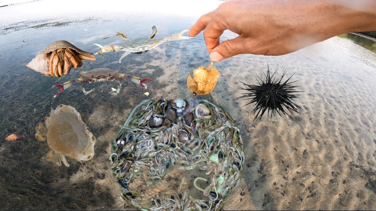 Exploring Tide Pools For Rare Sea Creatures - YouTube