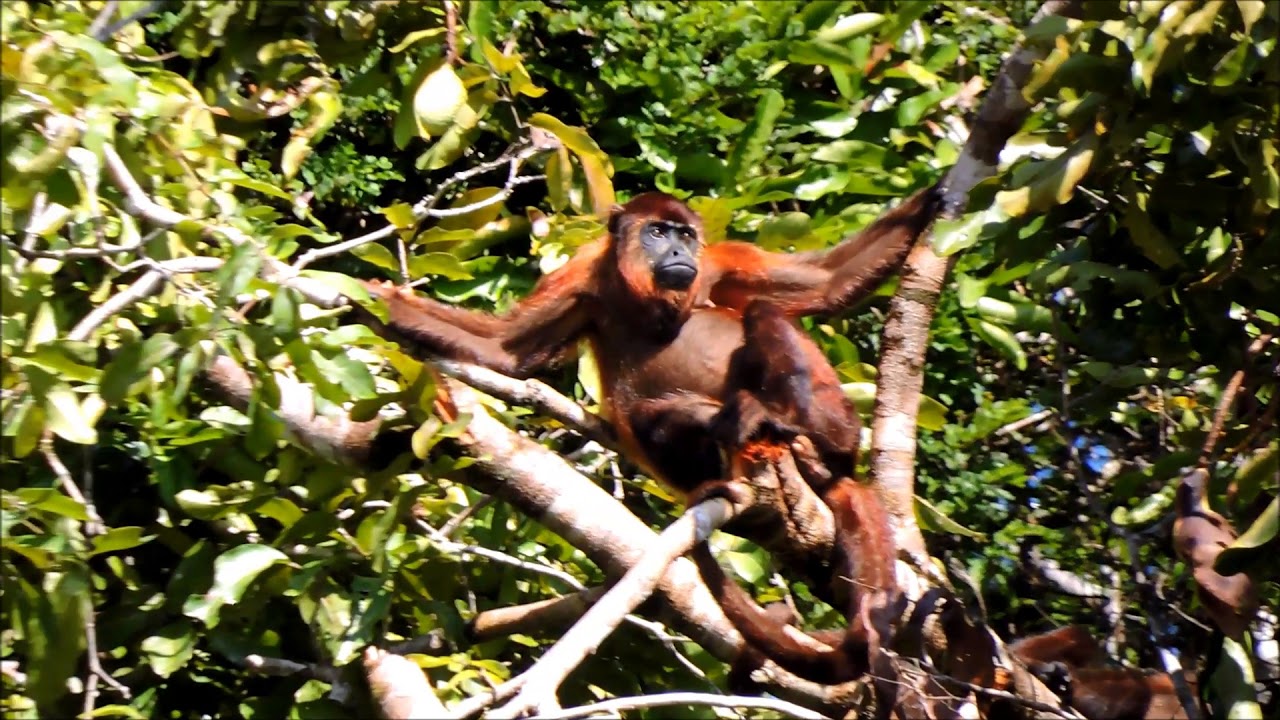 A troop of Red Howler Monkeys along the Rewa River, Guyana - YouTube