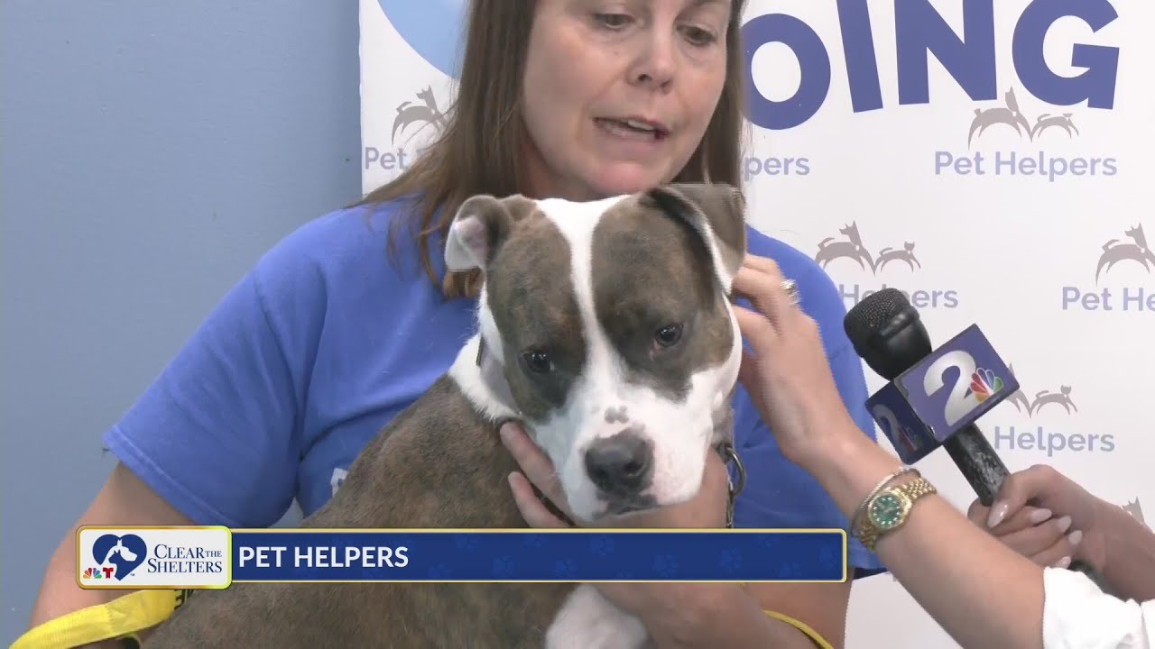 Pet Helpers to have puppies for adoption at Pet Fest - YouTube