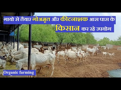 गायो से तैयार गोअमृत और कीटनाशक organic kitnashak and organic farming ...