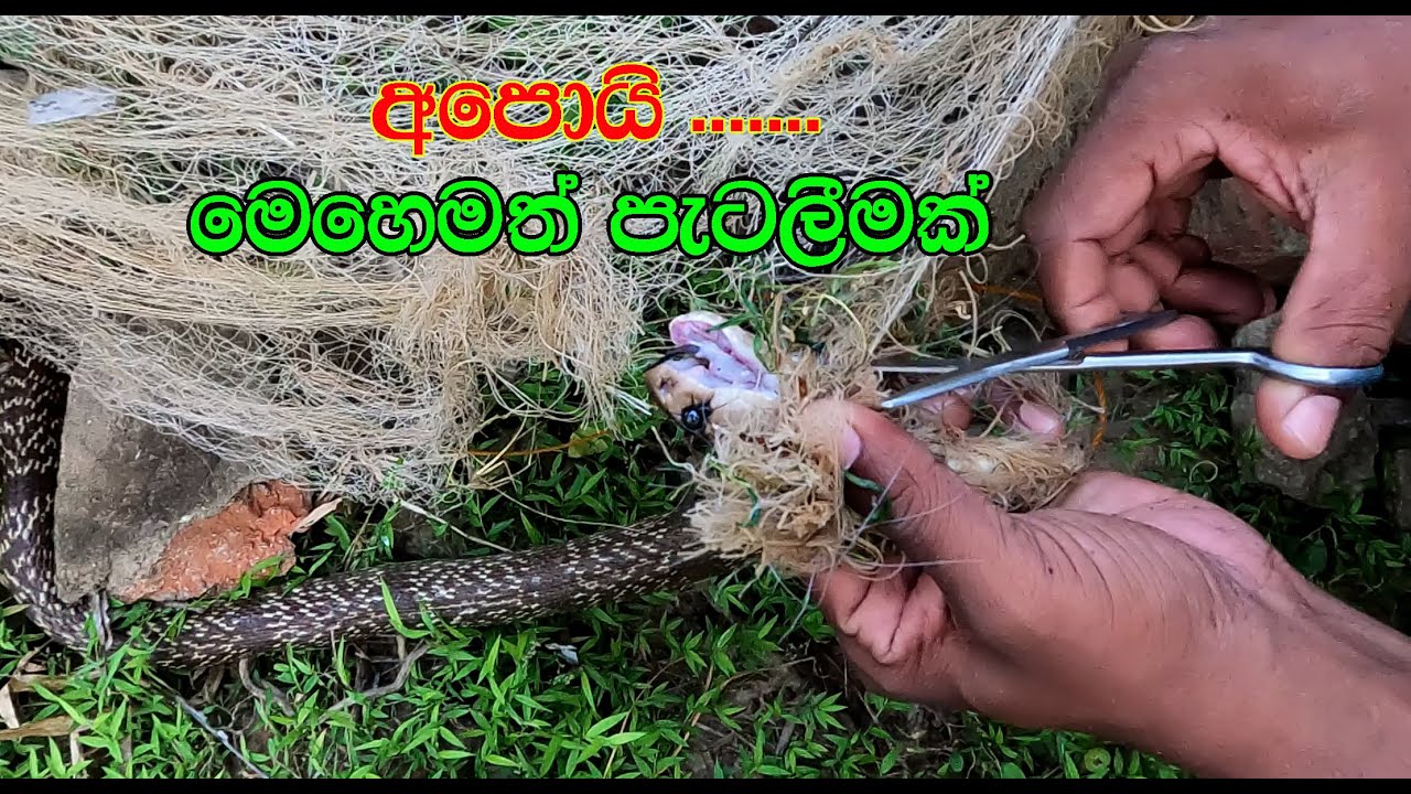 The female cobra caught in the fishing net - YouTube