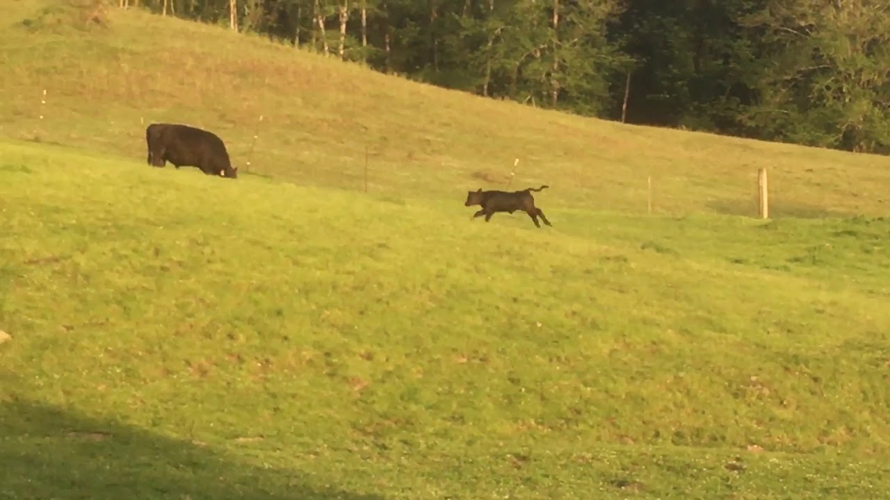 Frolicking new calf on a Spring evening - YouTube