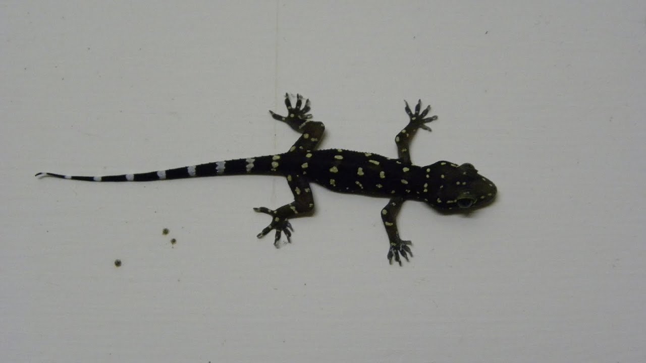 KAALI CHIPAKLI 🤣 - YouTube