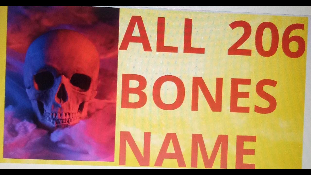 Human Skeleton Bones Total Number Of Bones In Human Body YouTube Human Skeleton Bones Total Number Of Bones In Human Body YouTube