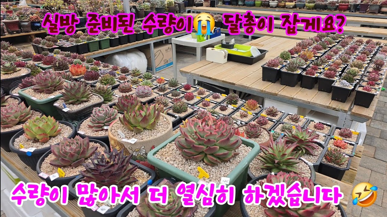 율무네다육 첫실시간 방송 이쁜 아가들 많이 준비했어요 망설이다 내것이 아니게 됩니다 서두르세요 묵둥이 창 선별 다육이 율무네다육 달콤한총각다육 Youtube