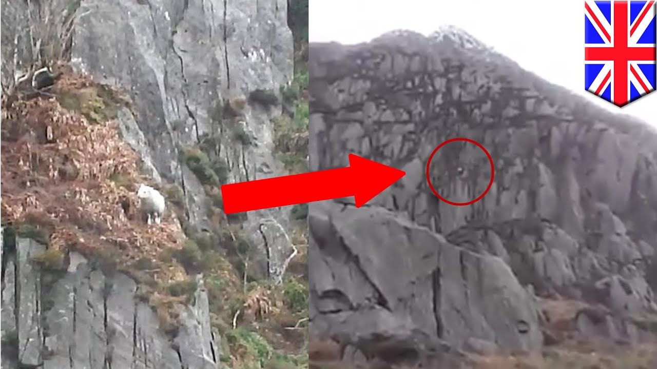 Dramatic animal rescue: Sheep on 300+ ft high cliff in Wales rescued ...