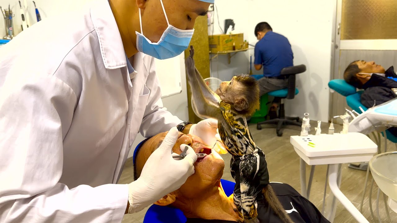 Smart Bob Monkeys protect Grandpa when teeth are extracted - YouTube