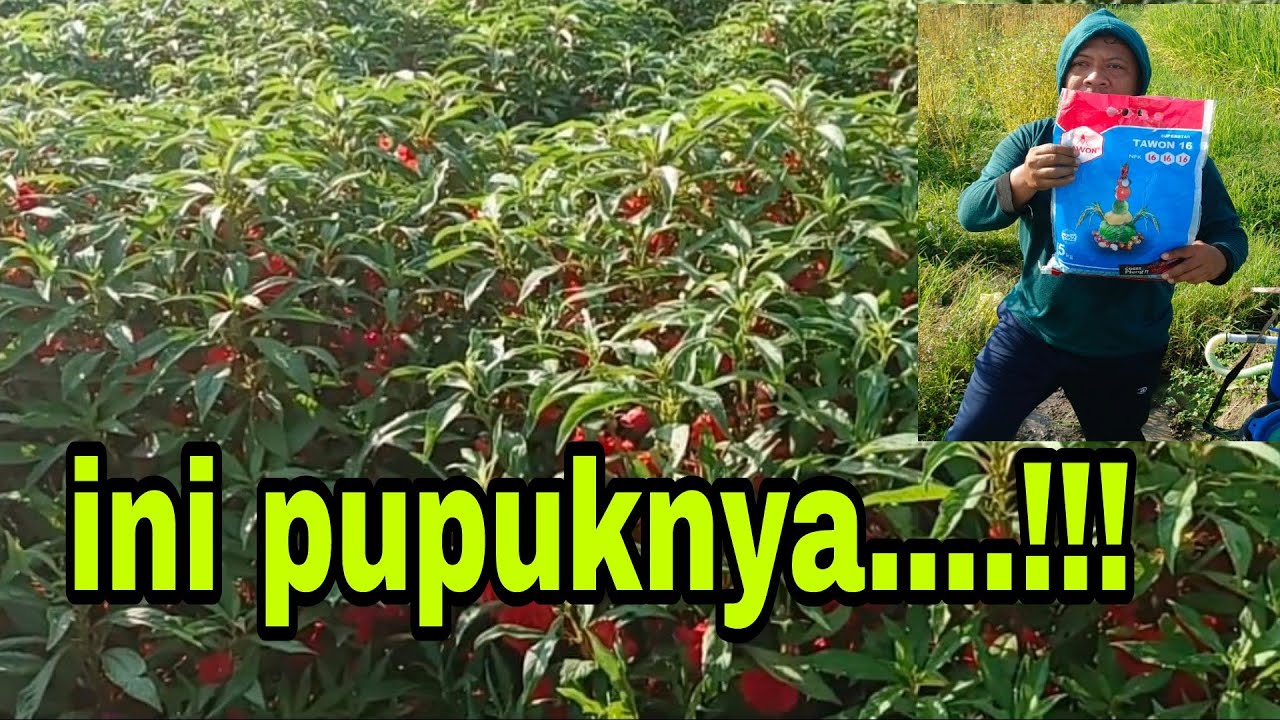 cara pemupukan bunga pacah/pacar air umur 24 hari #petanibungapacah # ...