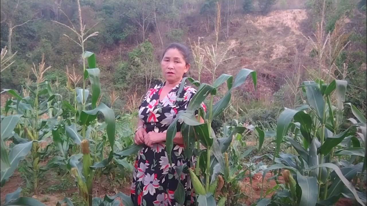 29/3/2024 maiv nruas lo hai kwv ntxhiaj rau peb mloog ua si nawb - YouTube