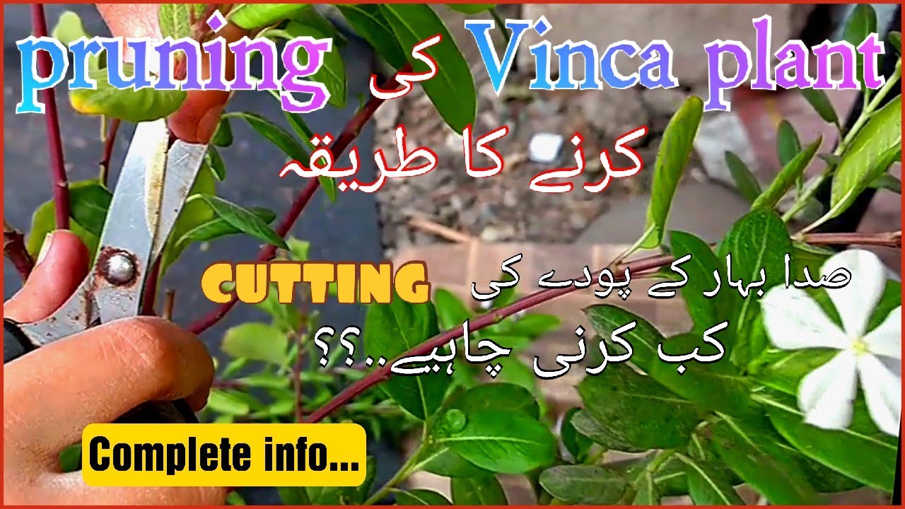 How and when to prune Vinca/Sada Bahar plant - YouTube