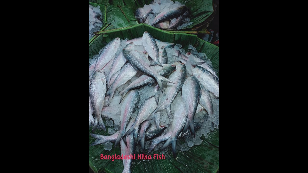 Bangladeshi Small Hilsa Fish Cutting || HILSA FISH || Bangladesh ...