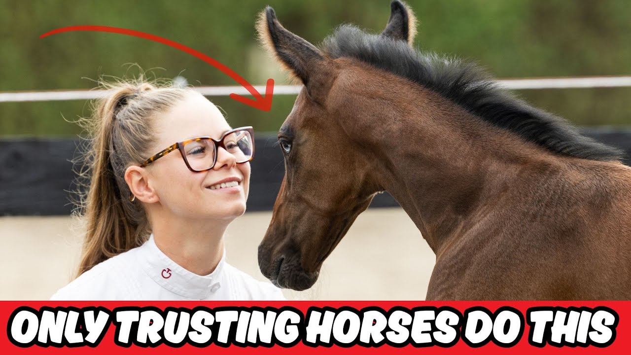 Hidden Signs Your Horse Feels SAFE With You (Trust Level 100) - YouTube