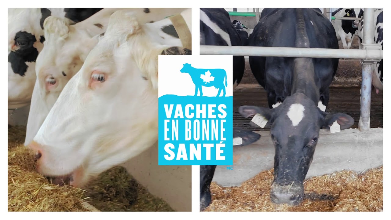 Salut productrice laitière : Des vaches en bonne santé - YouTube