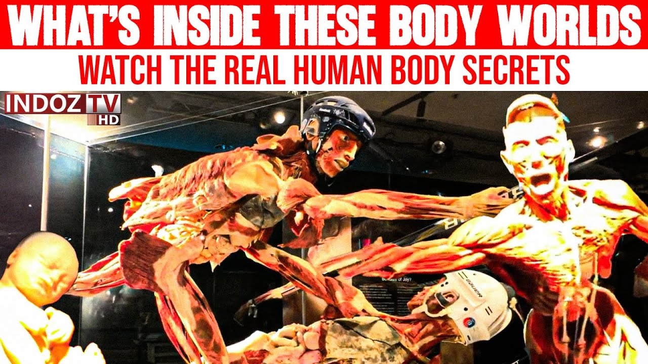 What’s Inside These Body Worlds? | Real Human Anatomy Explained ...