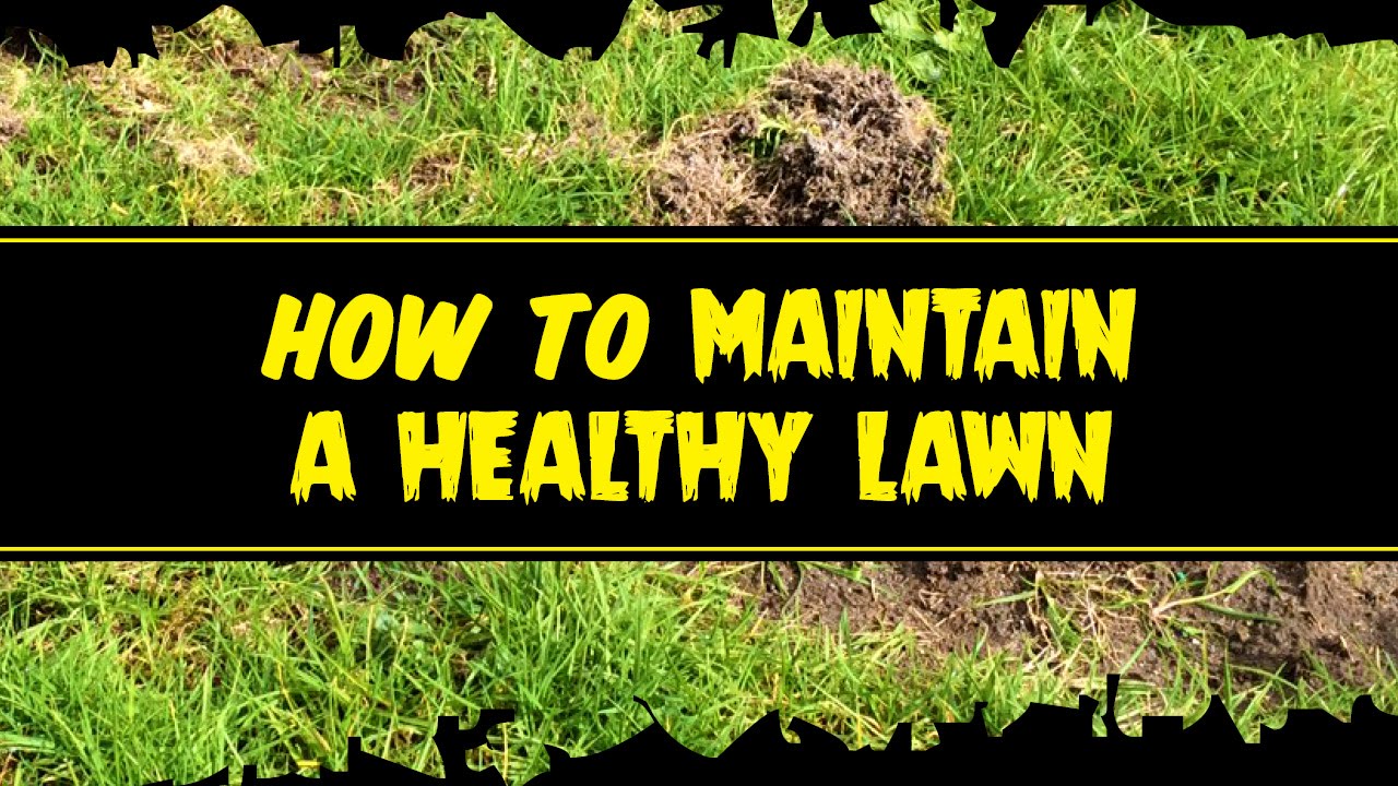 How to Maintain a Healthy Lawn - YouTube