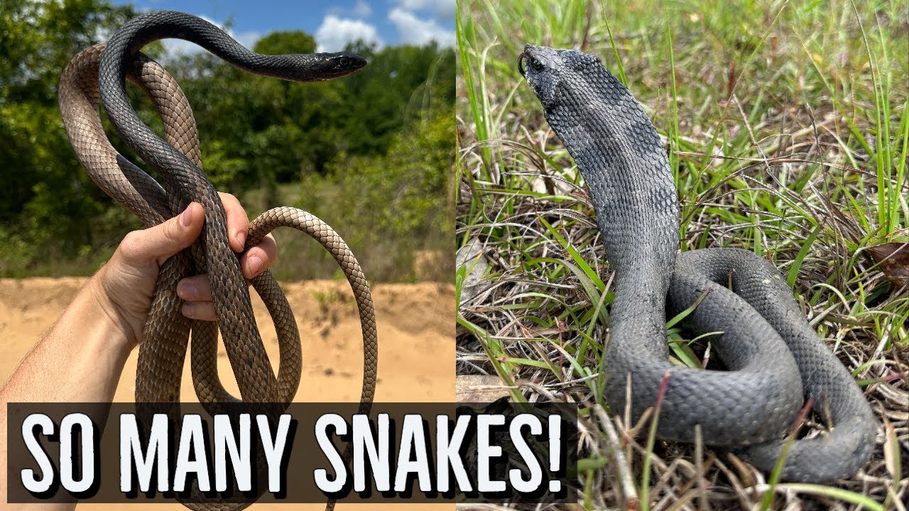 Coachwhips, Corns, and Hognoses! Fantastic May Field Herping in Georgia ...