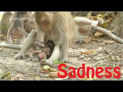 Sadness! That Is True From Life Of Female Monkey is Born Only To Be Mom and Care Baby Until D.E.A.D!