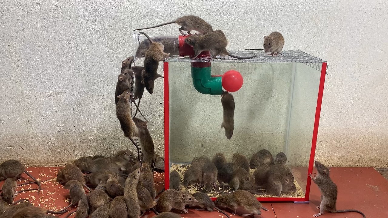 The best mousetrap // The simplest and most effective way to catch mice ...
