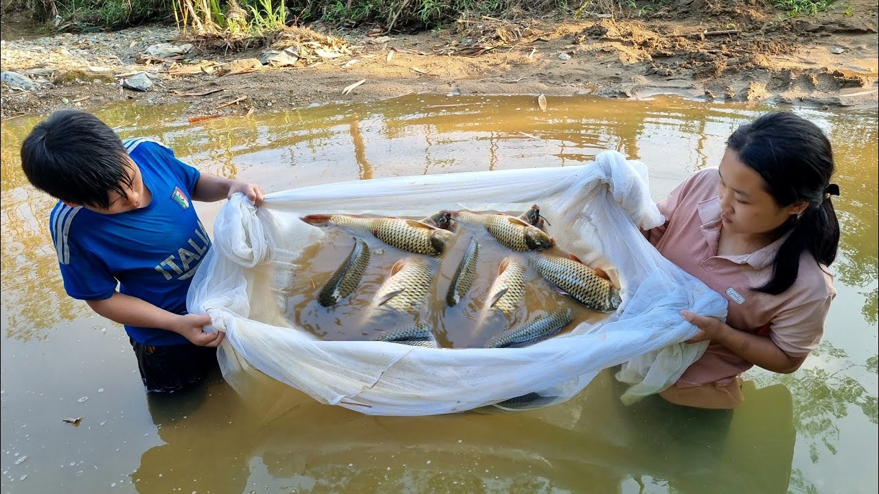 Skills catch fish, 2 orphans pulling fishing nets - Harvest big carp to ...