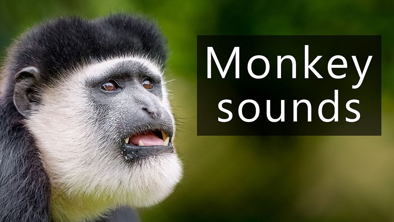 The terrifying sounds of Colobus monkeys - YouTube