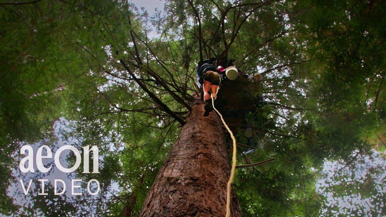 A rare portrait of tree-sitting activists | Sentinels - YouTube