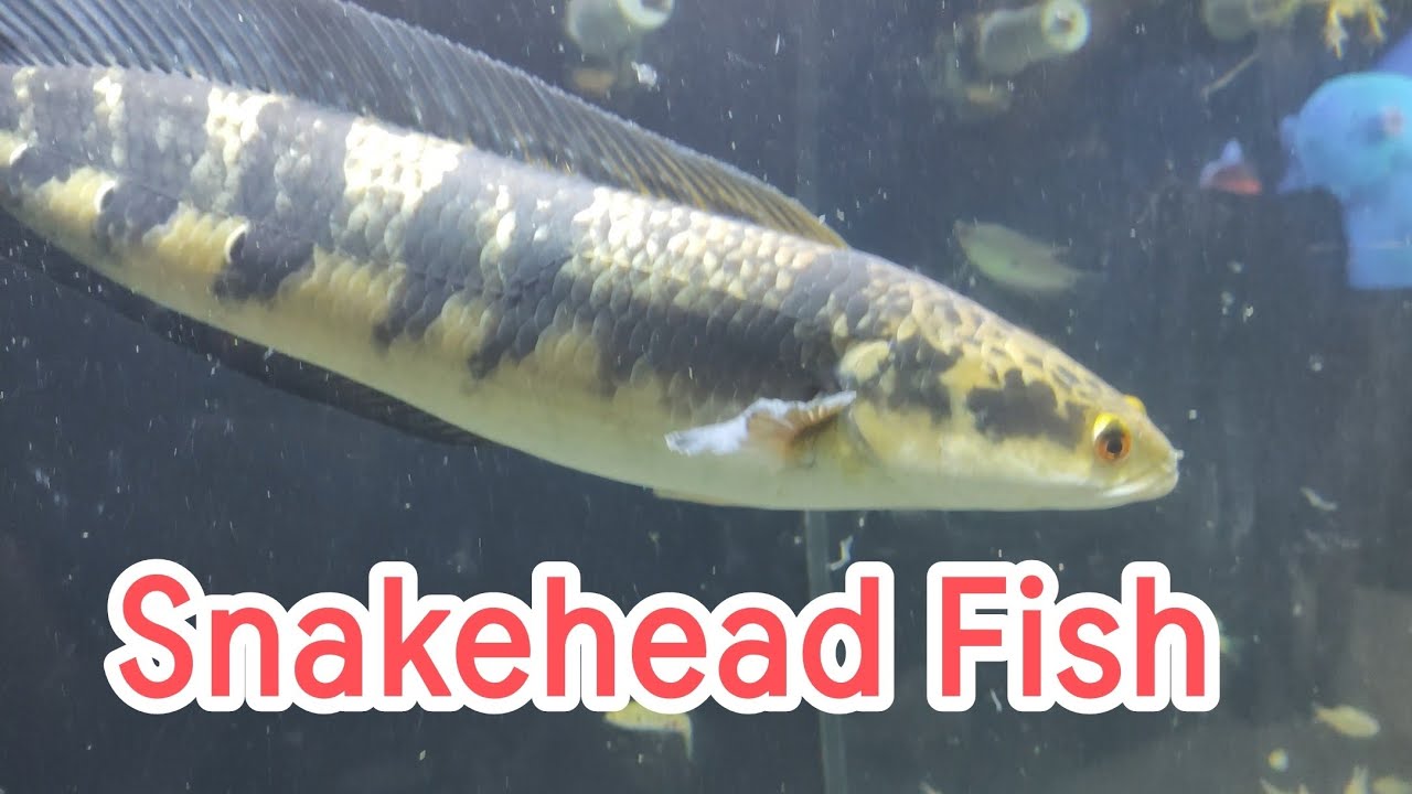 Snakehead Fish - A Predatory, Aggressive Fish Raised by Many People as ...