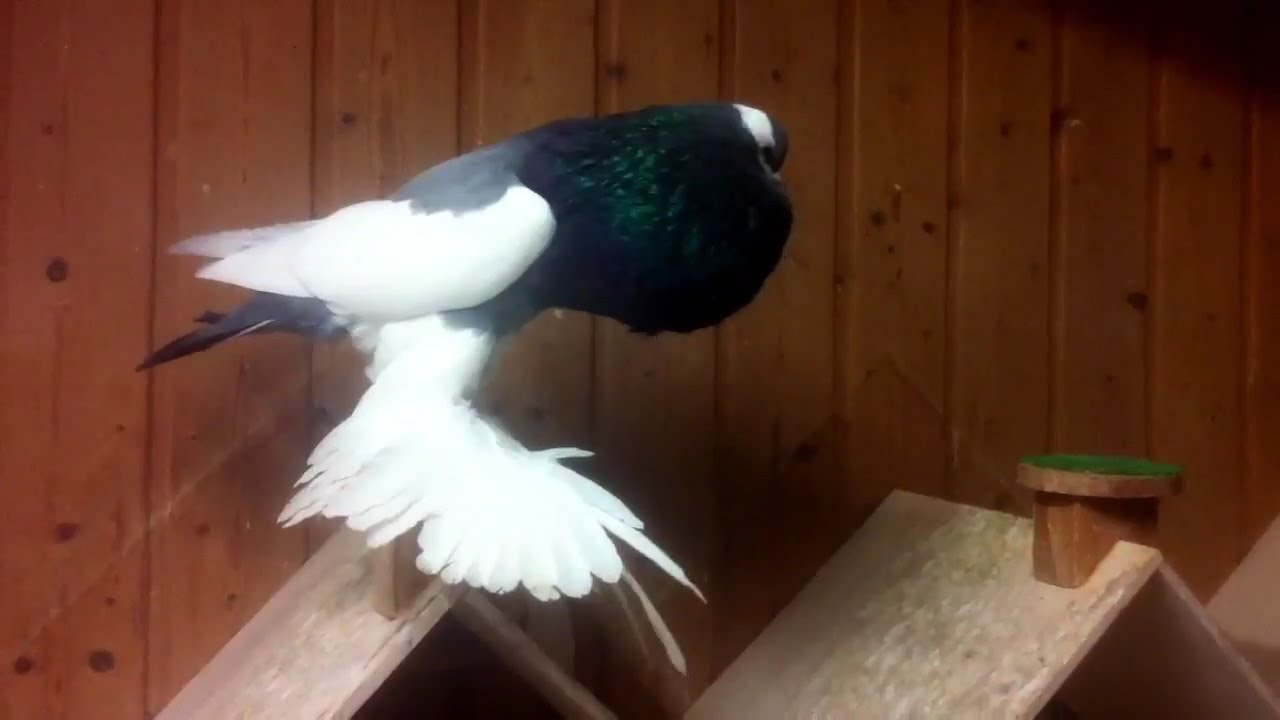 Verkehrtflügelkröpferzucht Müllerleile/Reversewing Pouter Loft ...