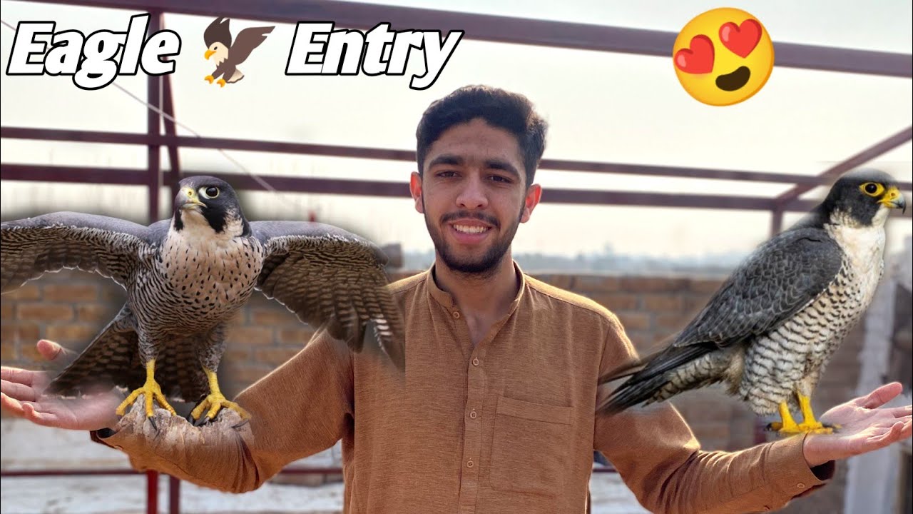Minizoo mai eagle ko lai aii 😍|| Sab janwar dar gay 😱 - YouTube