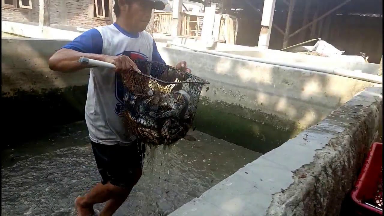 Prosesi memanen ikan lele || panen lele - YouTube