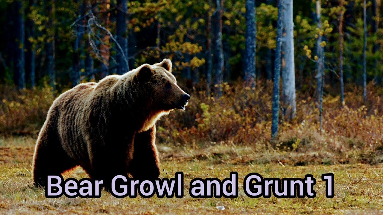Bear Growl and Grunt 1 - FreeSoundEffects - YouTube