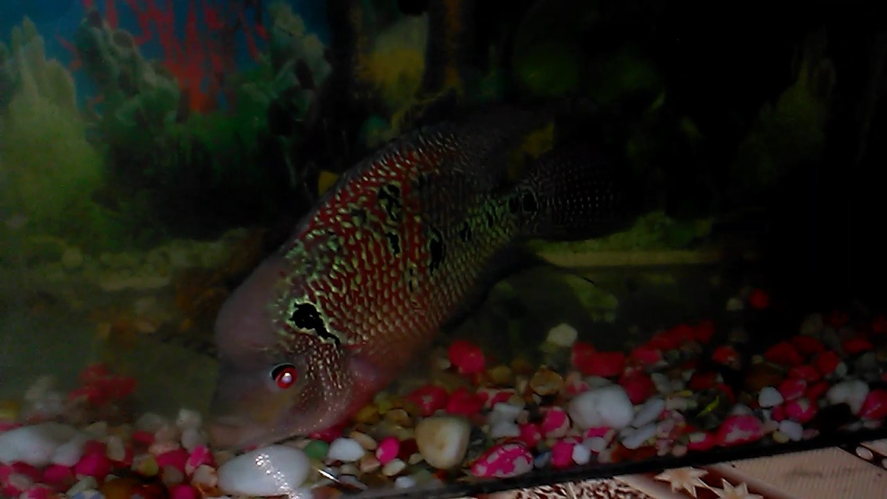 Best floran fish of world - YouTube