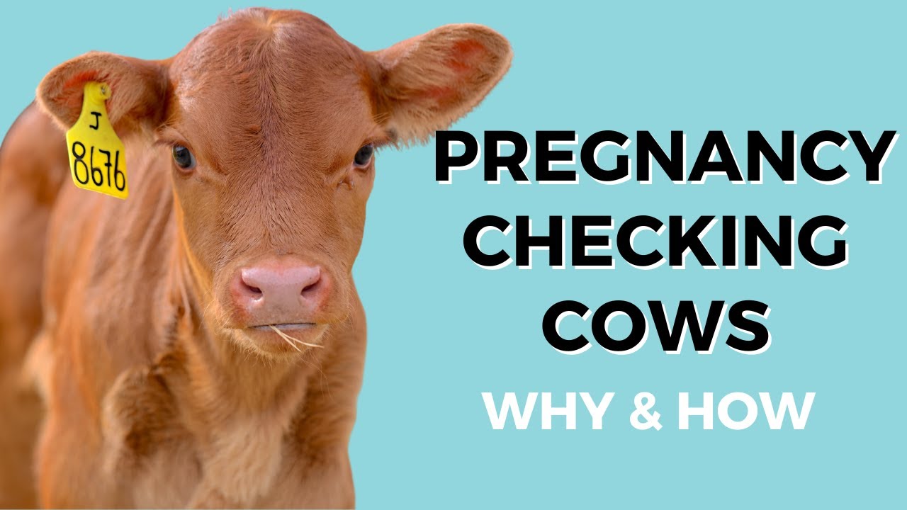 Why Pregnancy Checking Cows is Crucial: How & Why It Matters - YouTube