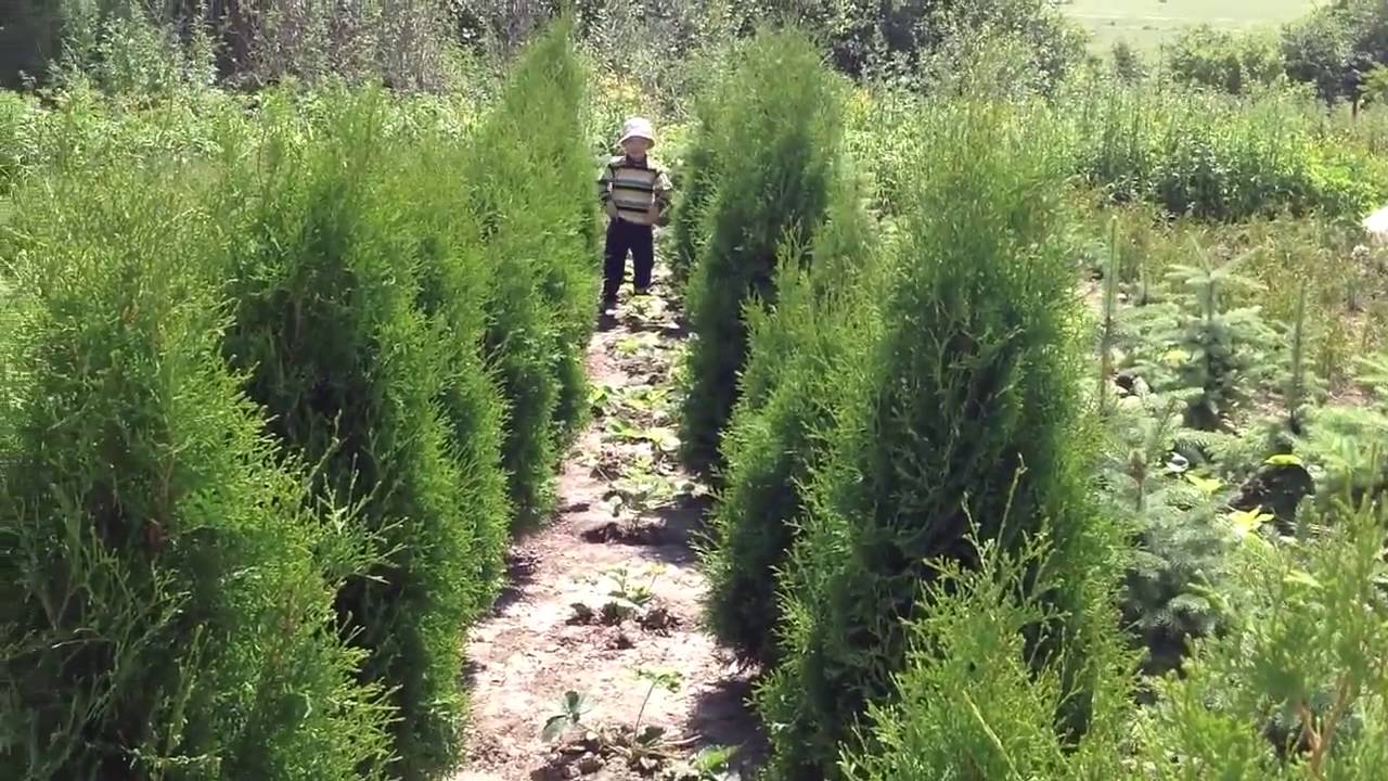 Купить саженцы ели - YouTube