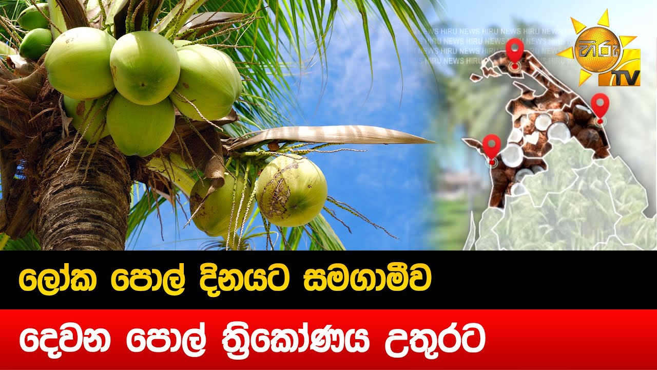 ලෝක පොල් දිනයට සමගාමීව දෙවන පොල් ත්රිකෝණය උතුරට Hiru News Youtube