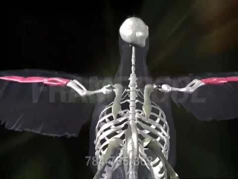 Esqueleto Colibri Animacion digital SD Stock Video 784 765 363 ...