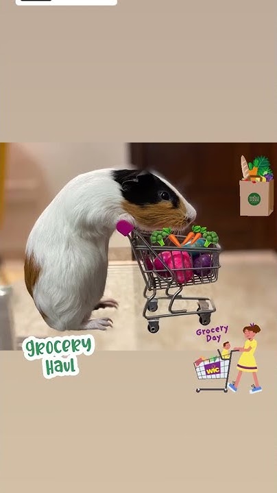 Guinea pigs go grocery shopping funny Guinea pig videos, pet lovers ...
