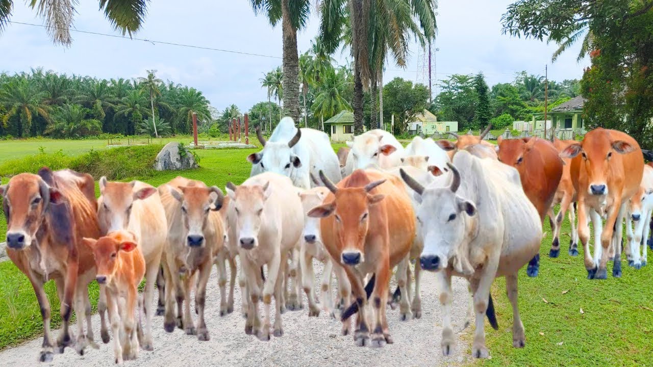 Video Gembala sapi lembu Menuju kandang, Suara Sapi Moo Memanggil ...