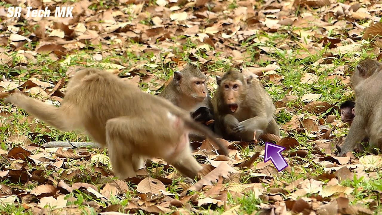 My god..! A heroine April monkey protects babies Vixen & Venus, She th ...